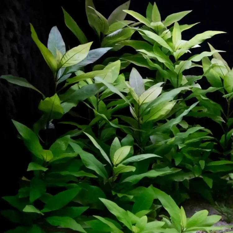 Hygrophila corymbosa Siamensis - Minipura Aqua